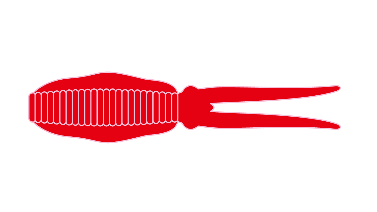 PARAWORM FALL IKA - Major Craft Europe